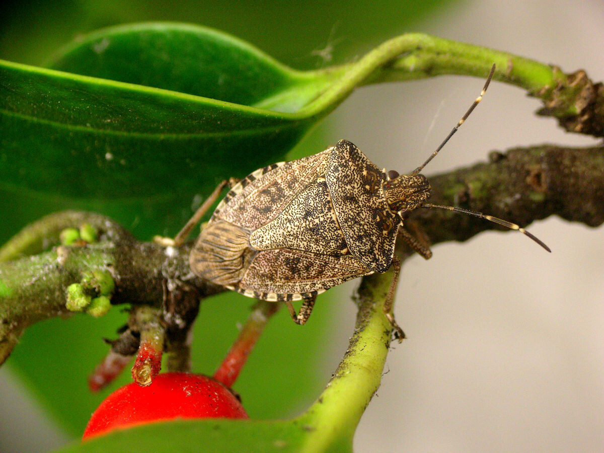Immer größere Schäden durch Wanzen - Obst & Garten